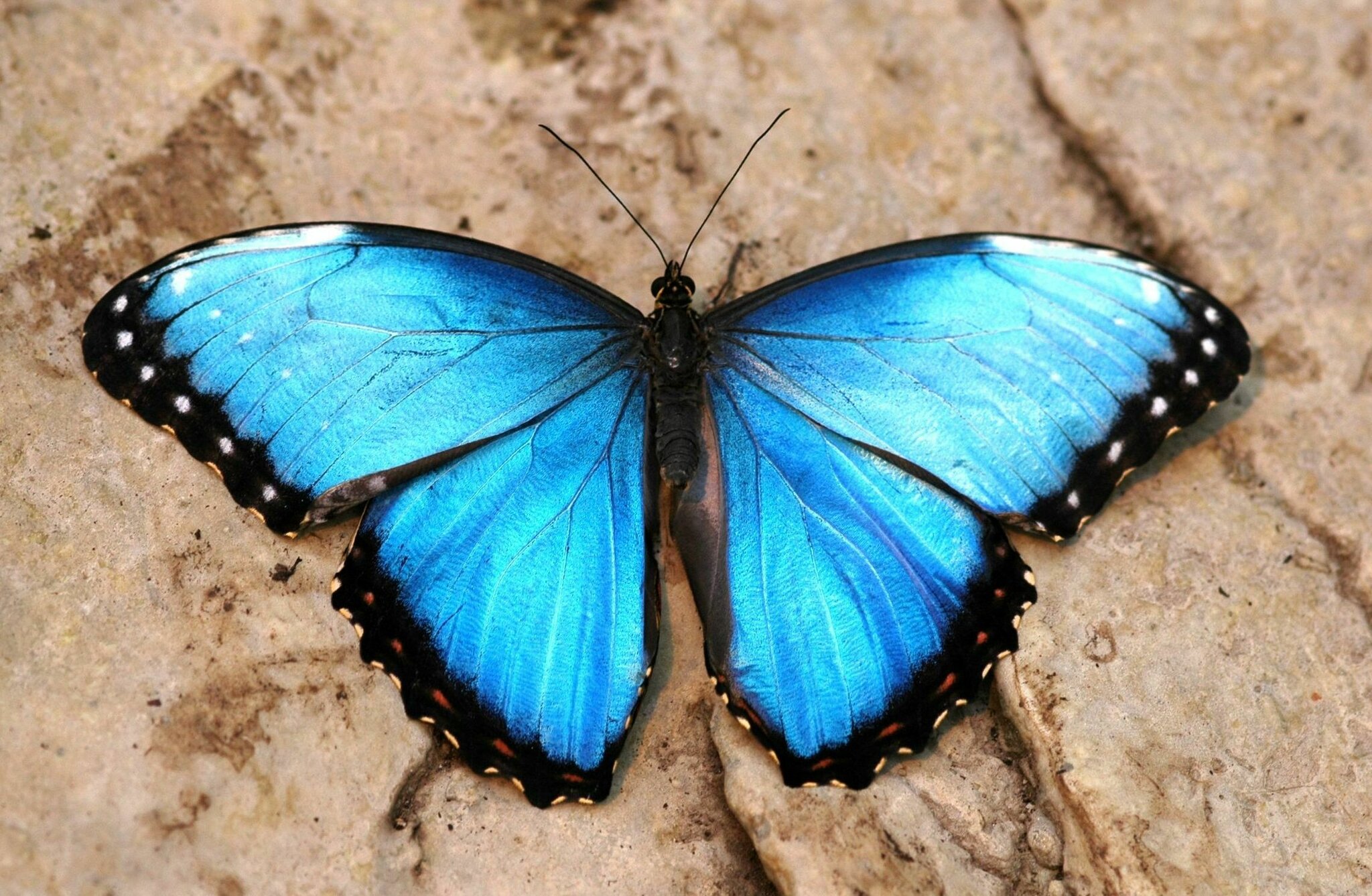 Exotische Falter hautnah erleben: Farbenprächtige Schmetterlinge zu ...