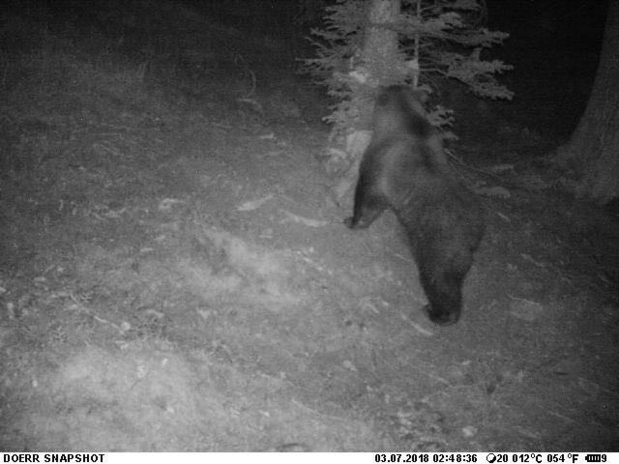 Wildkamera fotografiert: In der Gemeinde Pfunds wurde ein Bär gesichtet - Landeck