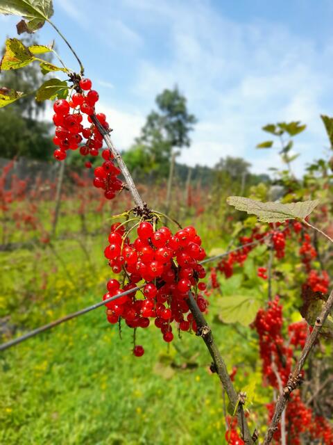 Genussland Kärnten: Am besten selbstgepflückt: Beeren aus Kärnten - Kärnten