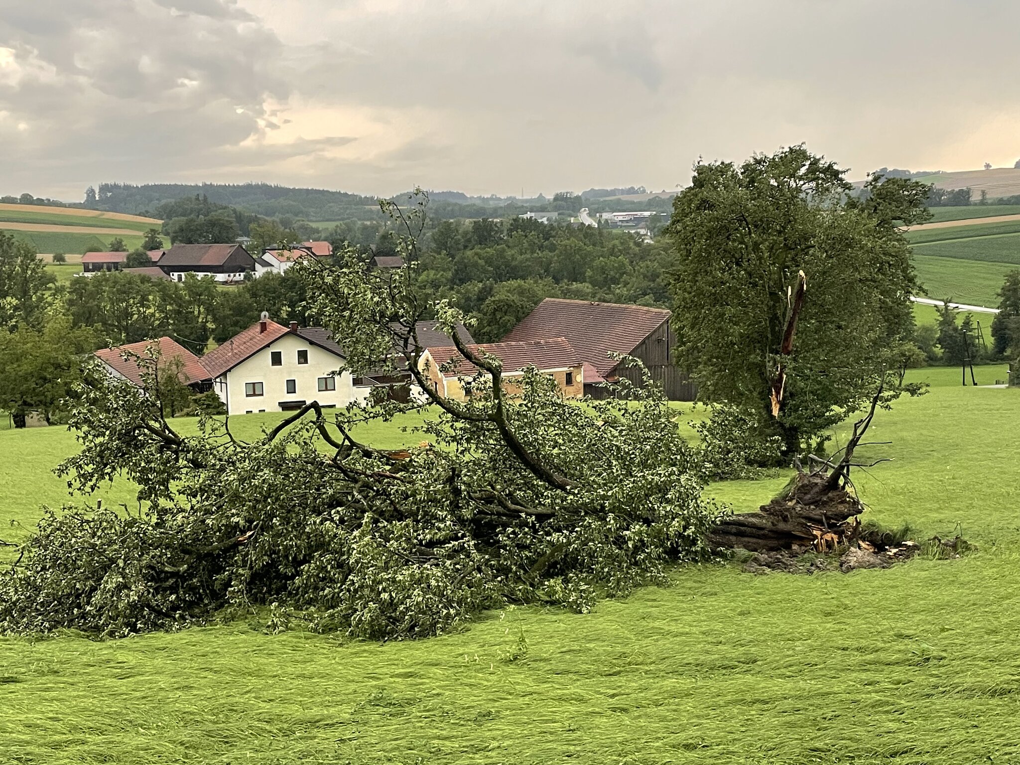 Bandenkrieg, Abschiebung und Co.: 11. Juli – Worüber Österreich spricht