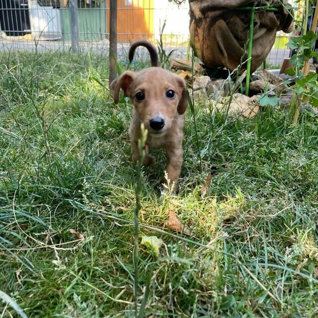 "Friends" im Tierheim Bruck: Vier Hundewelpen suchen ein neues Zuhause ...