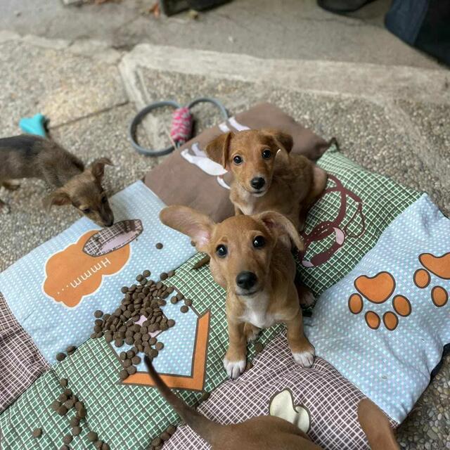 "Friends" im Tierheim Bruck: Vier Hundewelpen suchen ein neues Zuhause ...