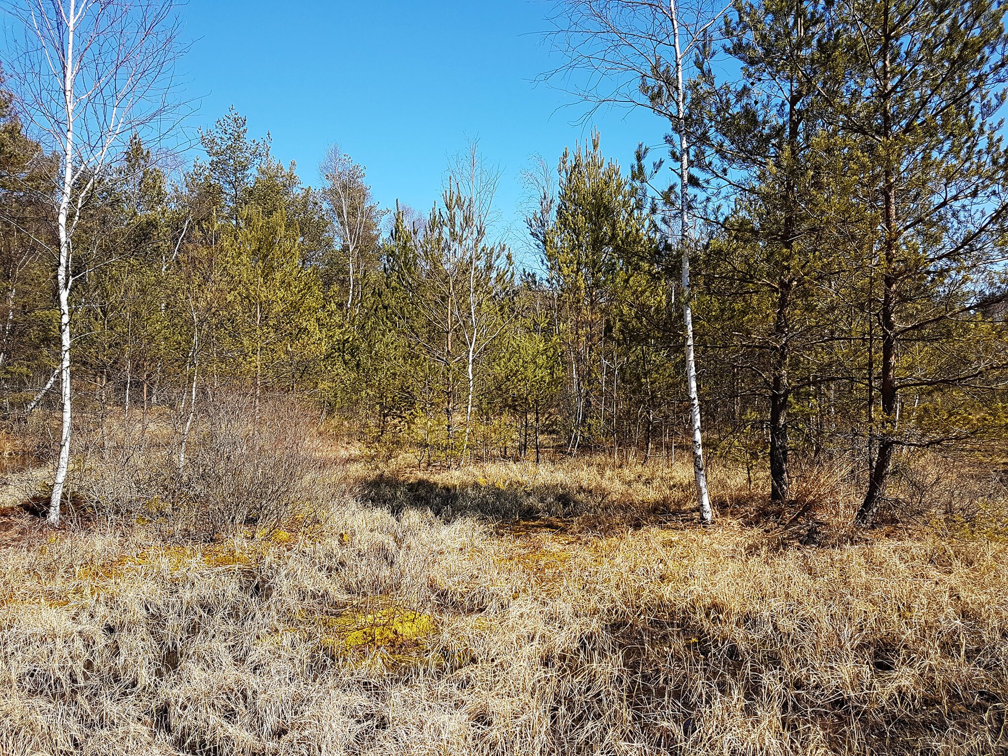 Projektstart: Moor-Renaturierung im Naturpark Hochmoor Schrems - Gmünd
