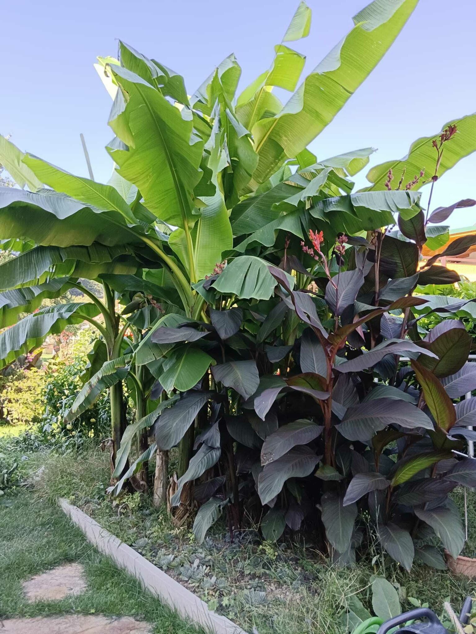 Prigglitz: Wenn's nicht gerade stürmt, wachsen Bananen - Neunkirchen