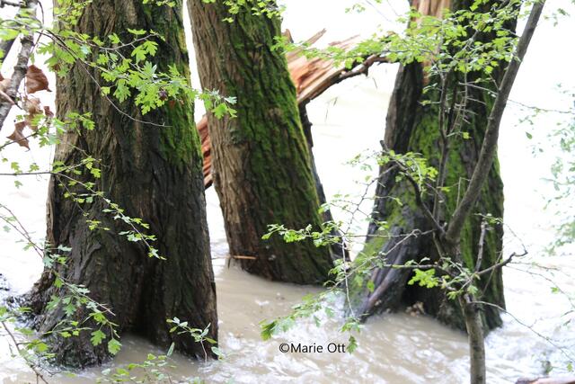 Grazer Murufer wegen Hochwasser gesperrt! - Graz