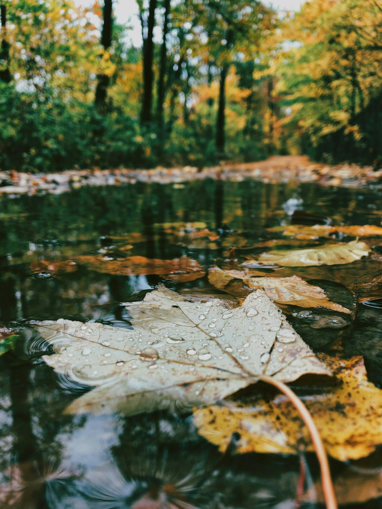 Herbstwetter: Neue Woche bringt warme Temperaturen und kräftige Schauer