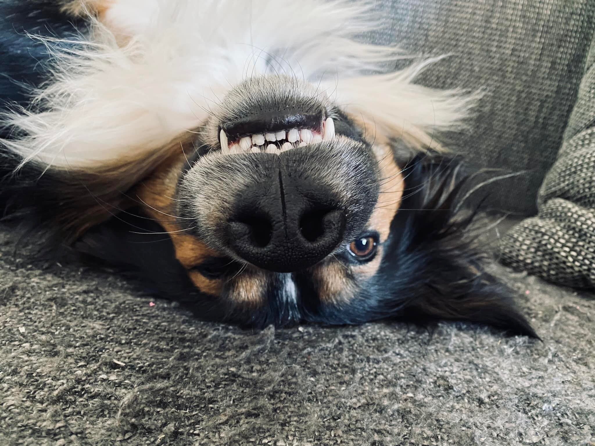 Am 10. Oktober ist Welthundetag: Hunde - Freunde, die unser Herz ...