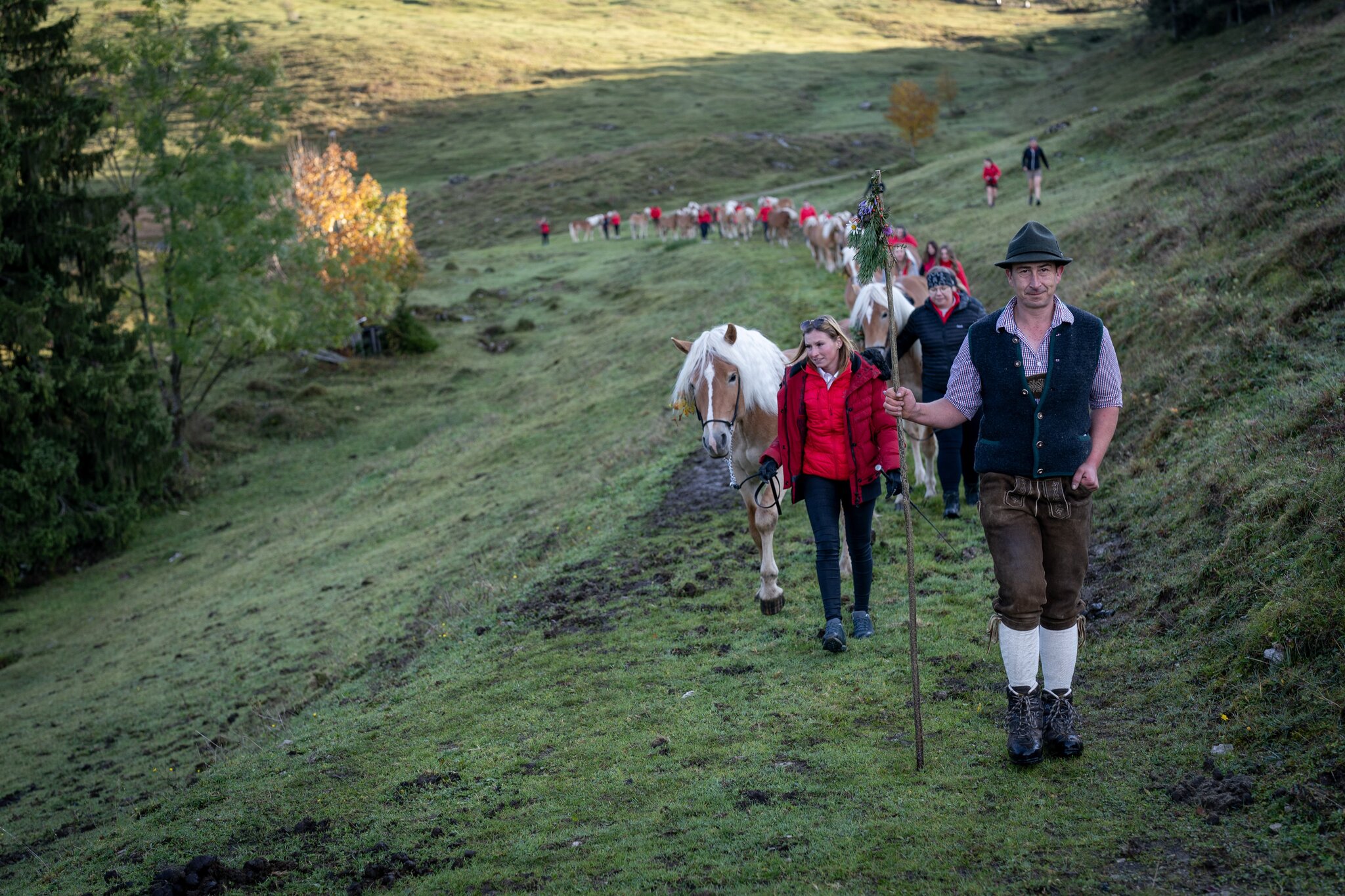 Almabtrieb: Haflinger Junghengste kehren zum Fohlenhof Ebbs zurück ...