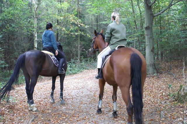 St. Leonhard am Hornerwald: Leonhardi: Ein Fest der Tradition und ...