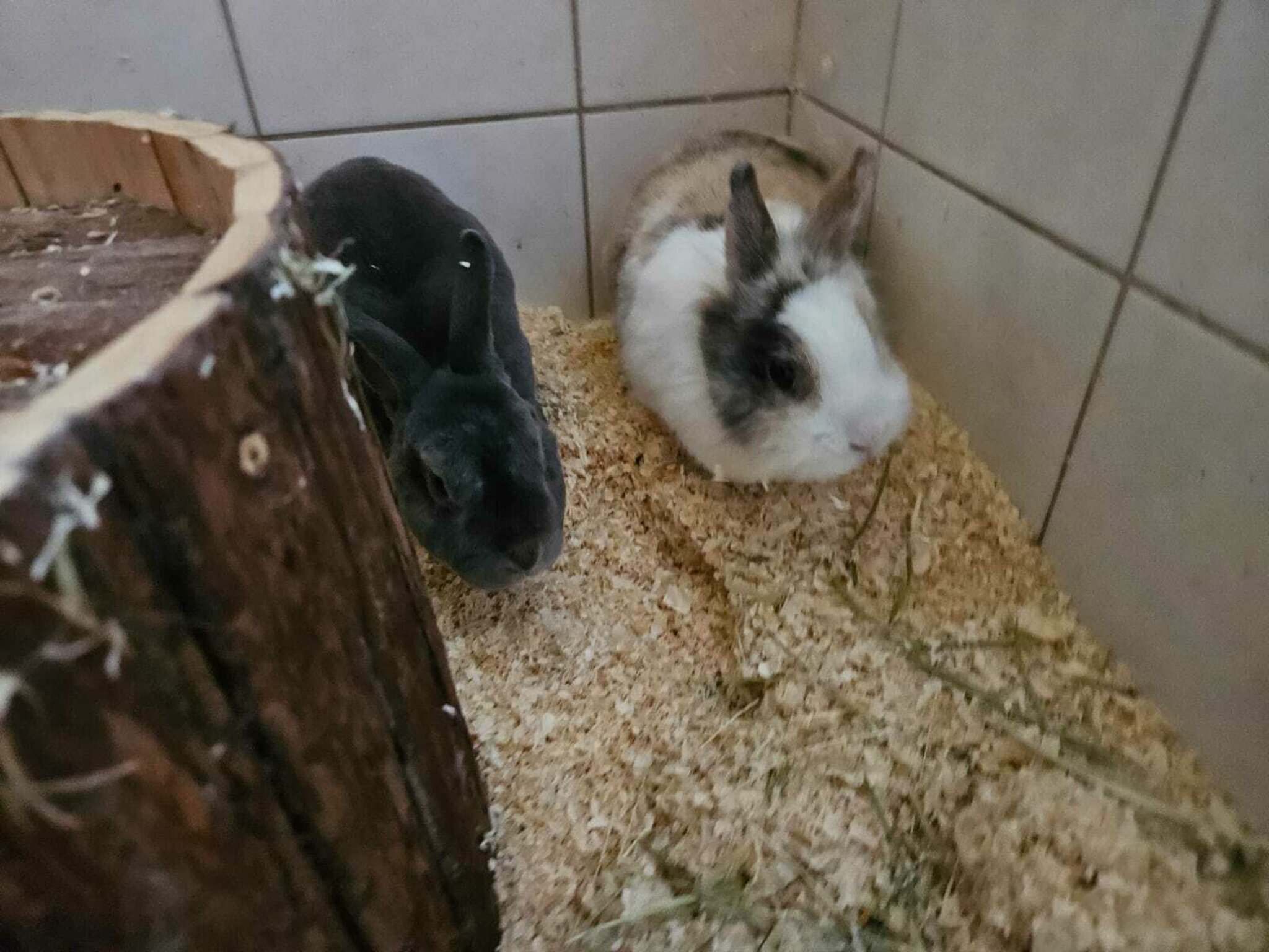 Tierschutzverein St. Pölten: Kaninchen wurden einfach ausgesetzt - St. Pölten