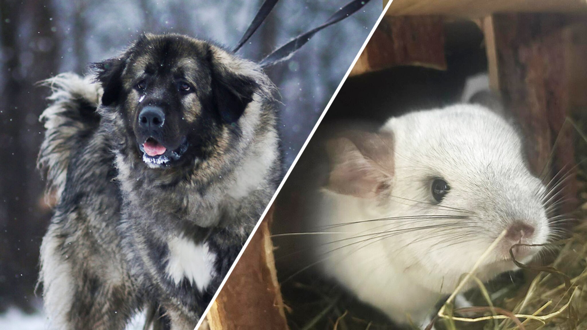 Zuhause gesucht: Kleine Nager und großer Helmi auf der Suche nach ihrem ...