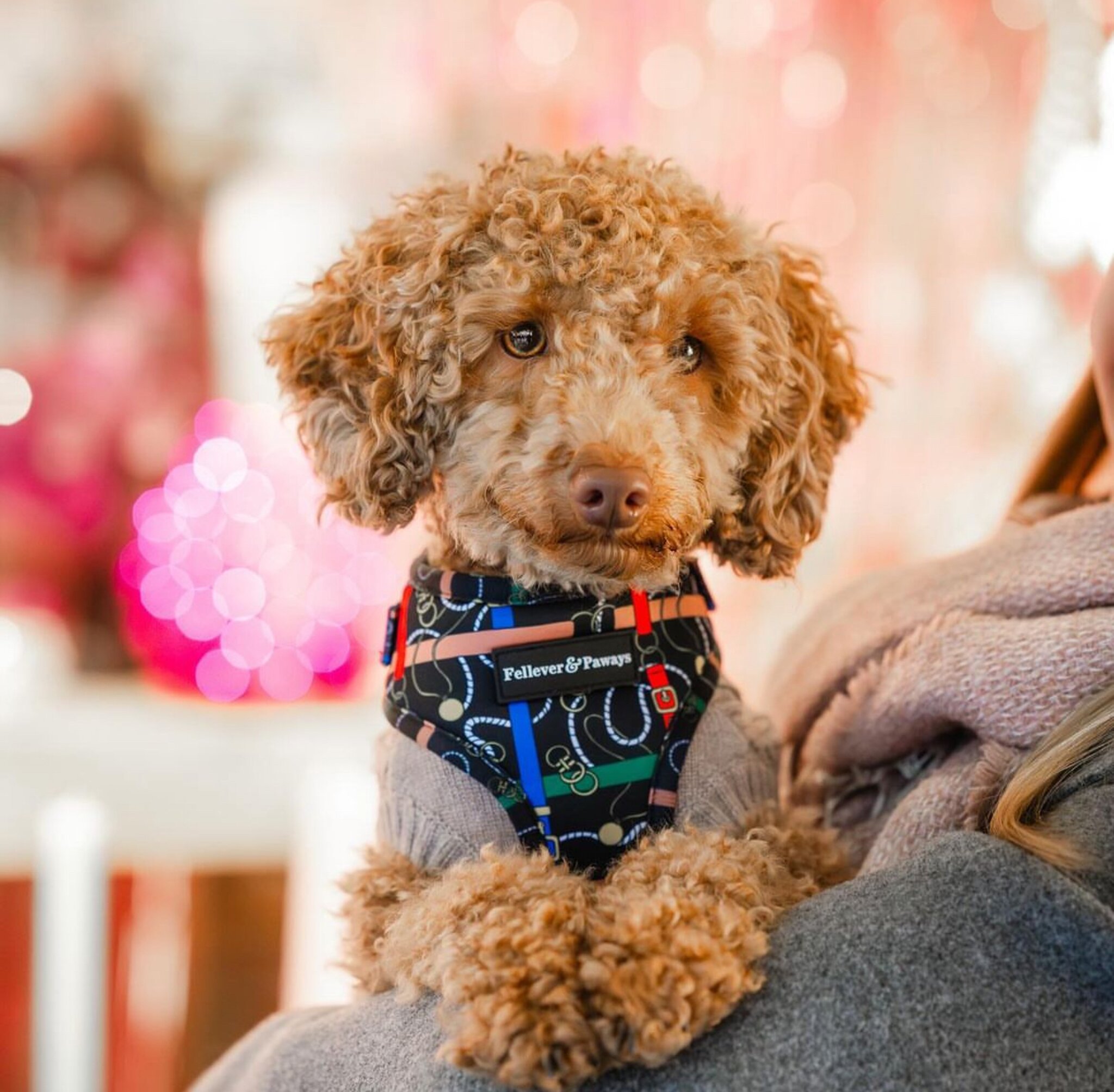 Alles für den Hund: Im Citypark wird im November "Waunachten" gefeiert ...