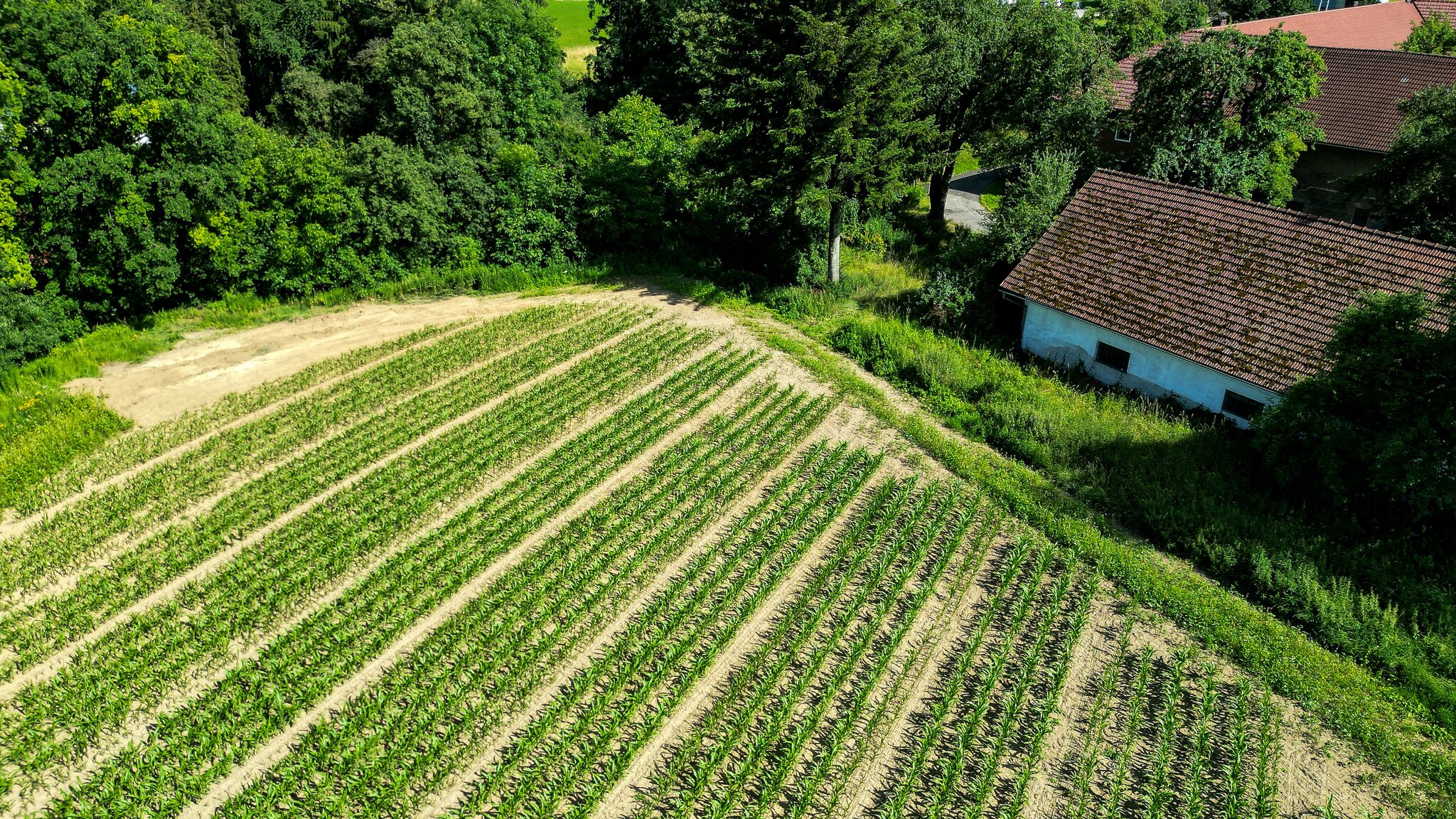 Bekannte nach Überdosis im Stich gelassen: Leiche vergraben - 44-Jähriger zu Haftstrafe ...