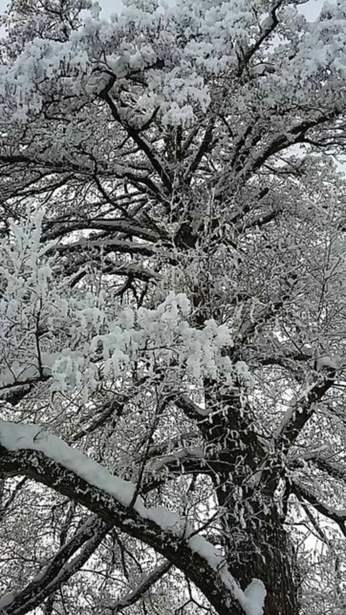 Winterweiß: SCHNEE - still und weiß, wie in Watte gehüllt, liegt erneut ...
