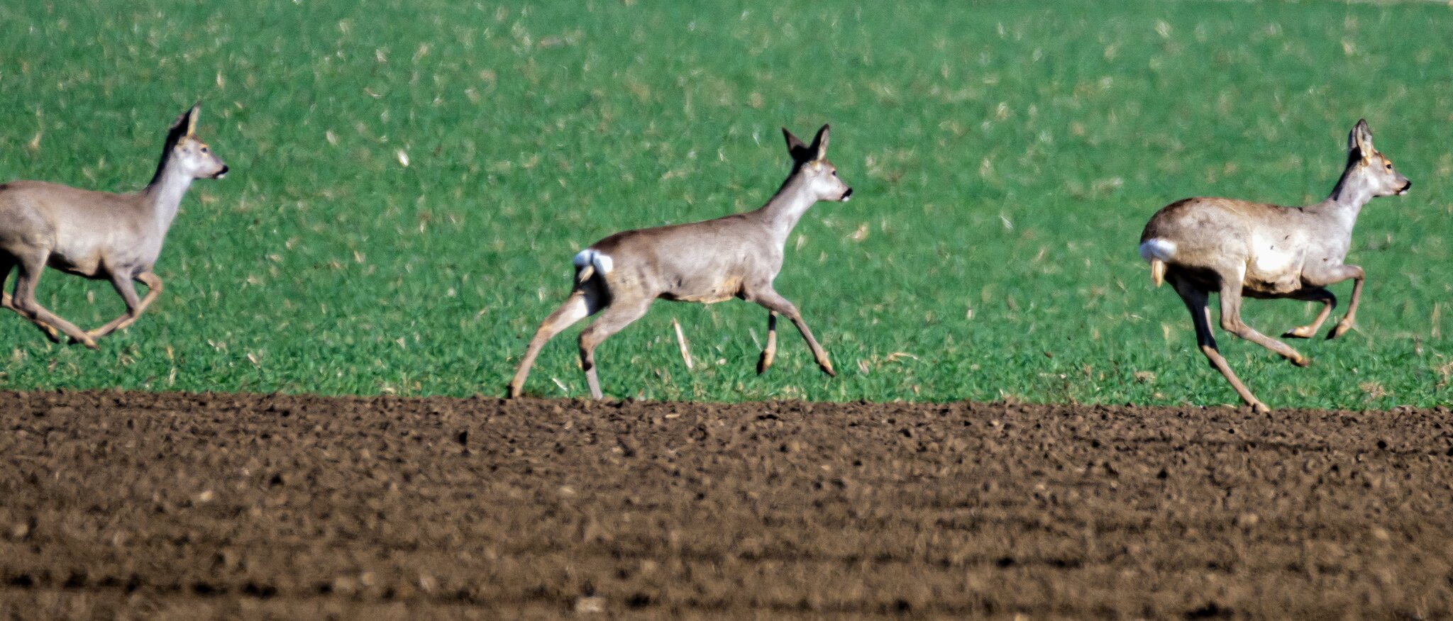 Auto wegen Reh verrissen: Beifahrerin bei Unfall schwer verletzt ...