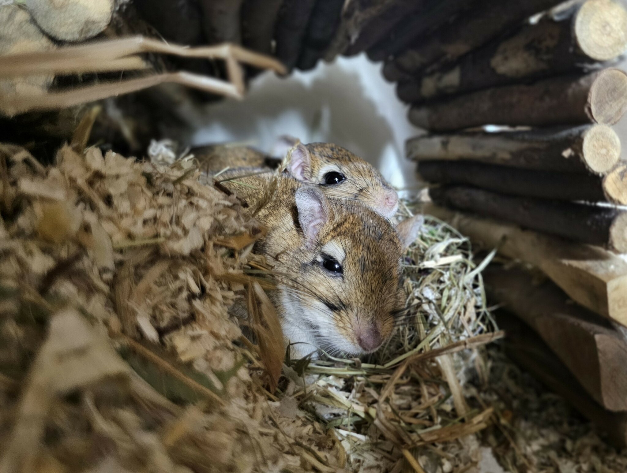 Frodo, Bilbo und Sam: Drei Abenteurer suchen ein neues Zuhause - Linz