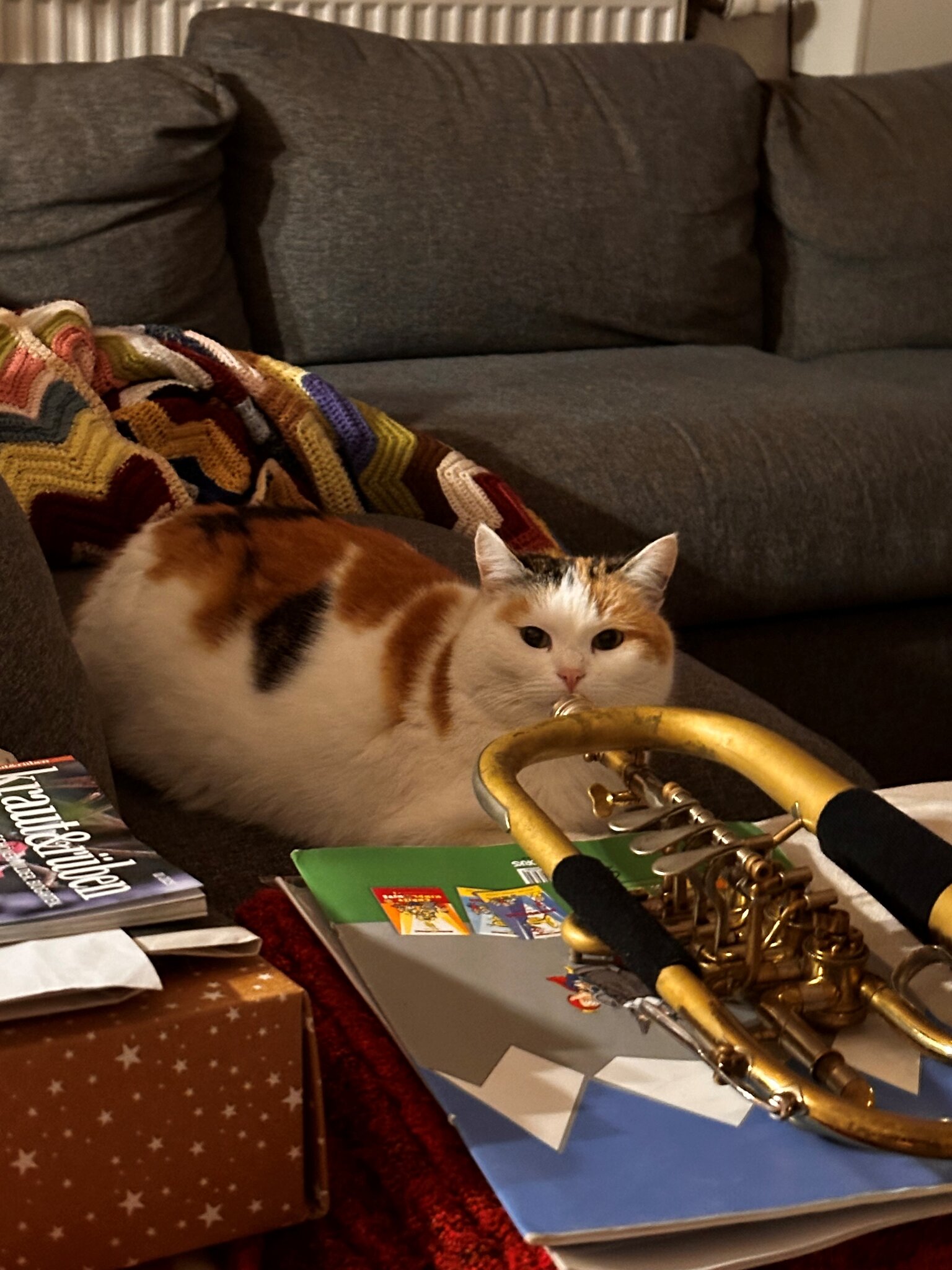 Tierisch musikalisch: Katzi spielt gerne Flügelhorn - Ried