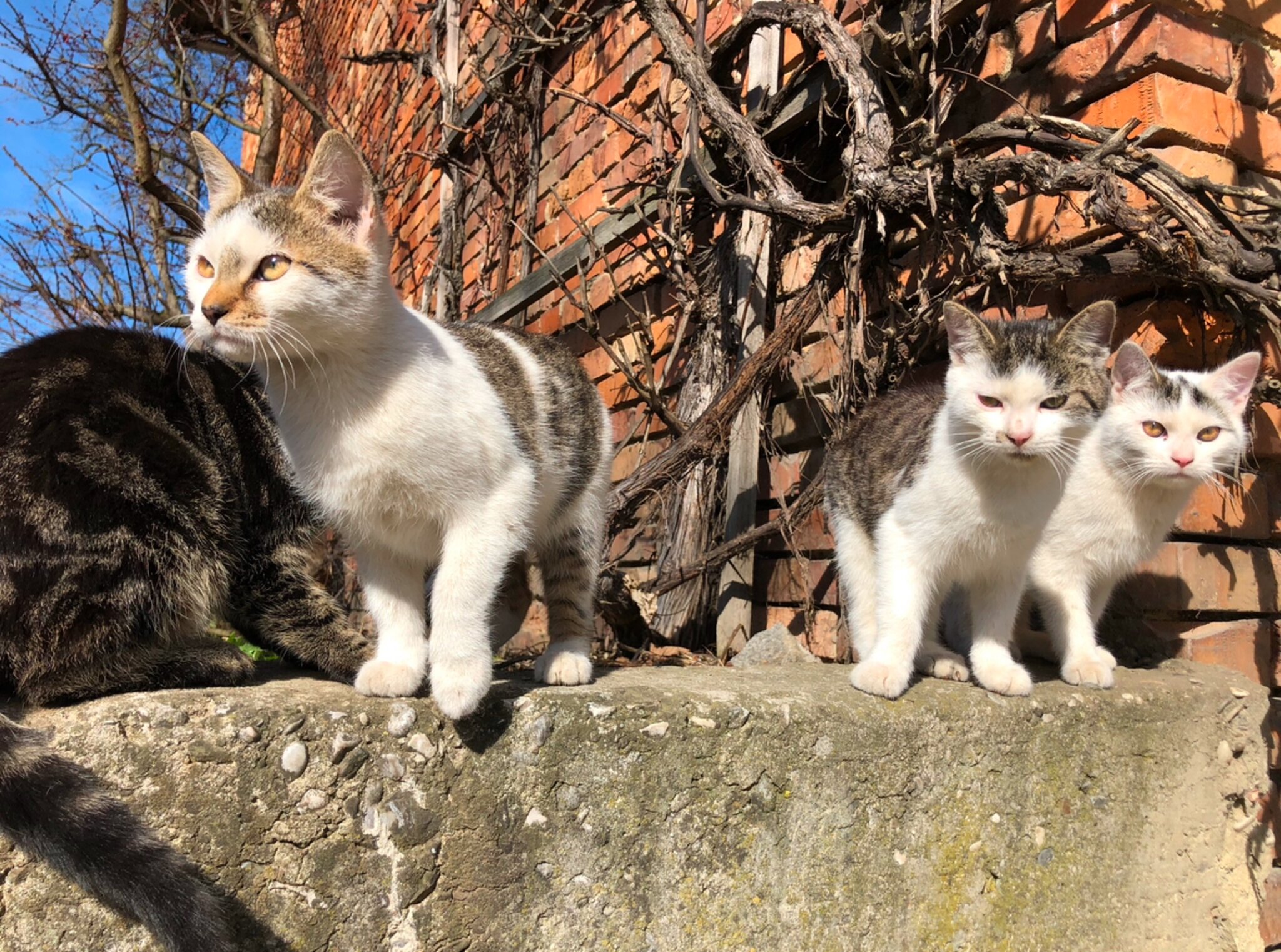 Tierhilfe schlägt Alarm: Sechs Katzen verschwinden in Pichl spurlos ...