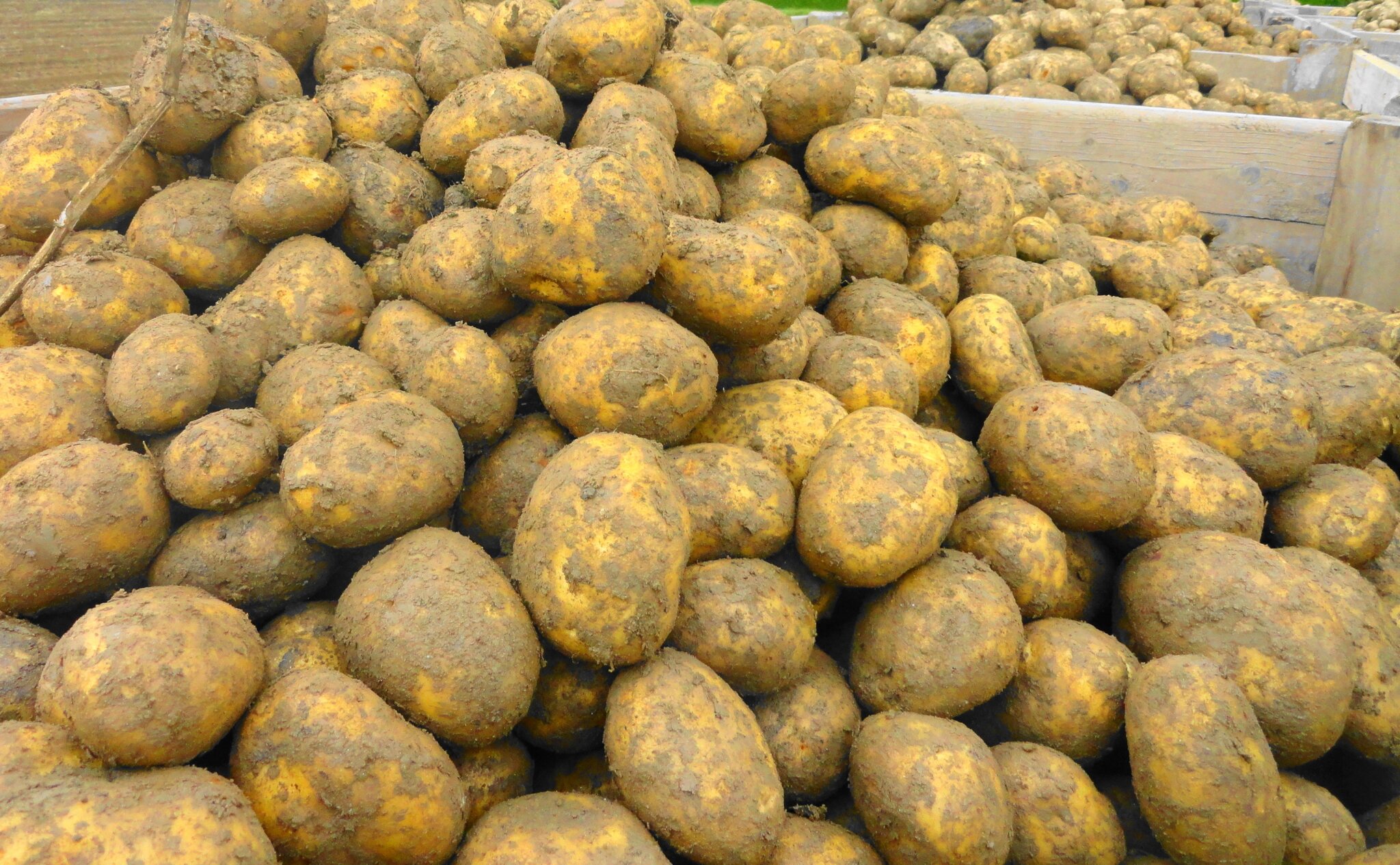 NÖ-Erfolg beim Goldenen Erdapfel: Regionale Sorten überzeugen erneut ...