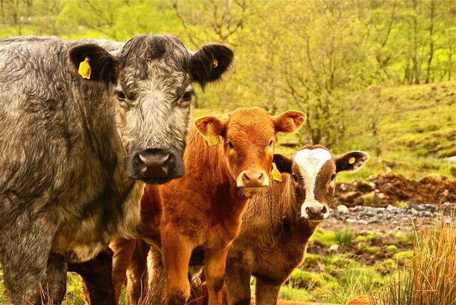 Global Cows: Ausstellung von Kuh-Persönlichkeiten in Großklein - Leibnitz