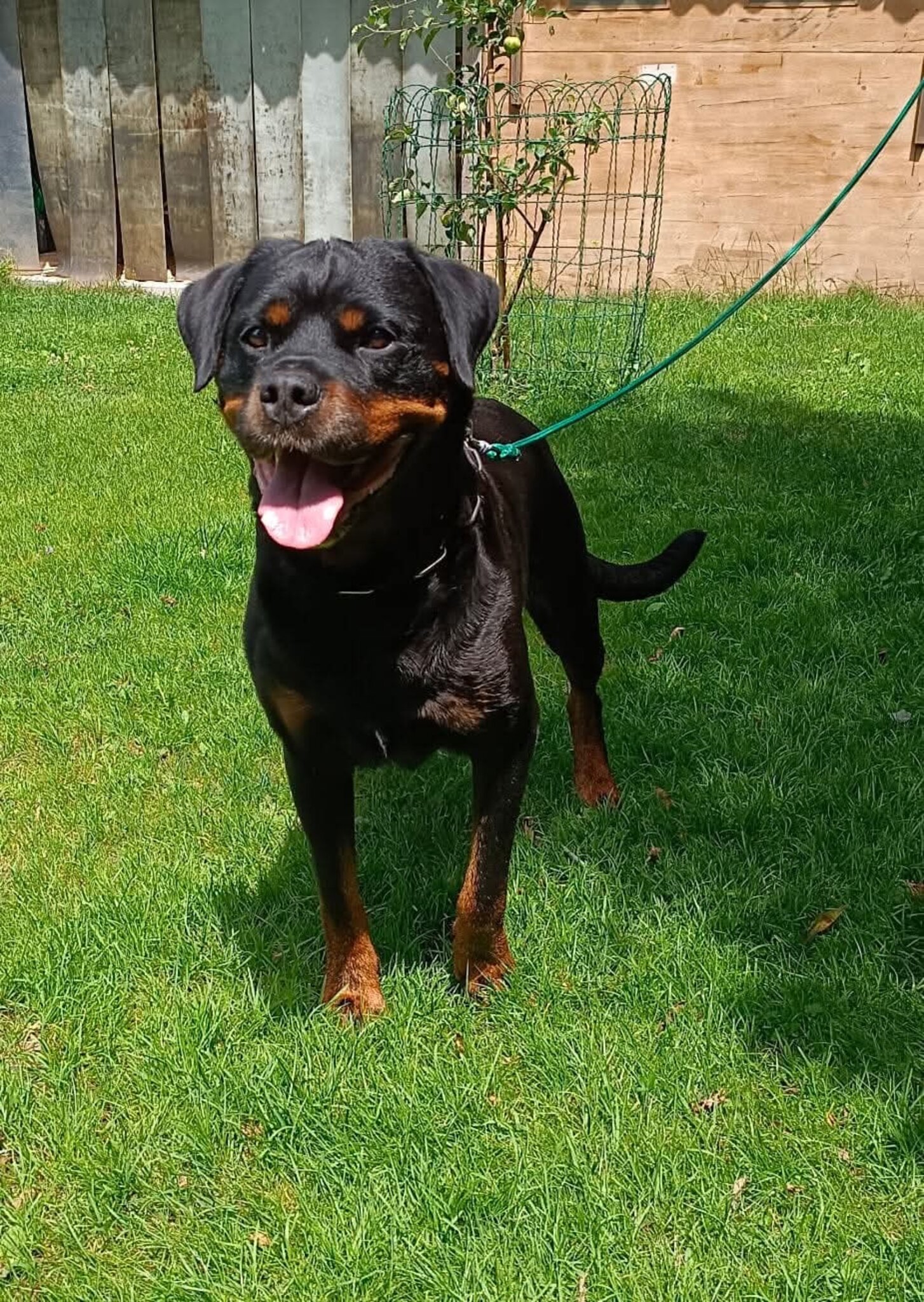 Warnung an Frauli und Herrli: Tierhasser sollen am Werk sein - Braunau