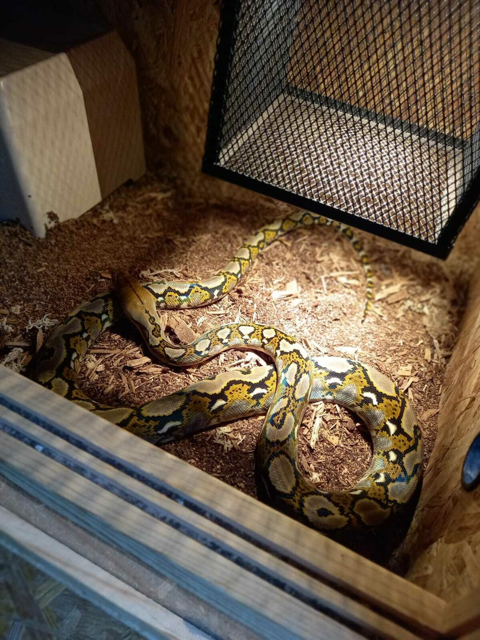 Tierschutzverein Tirol: Netzpython - Erneut exotische Schlange ausgesetzt - Innsbruck