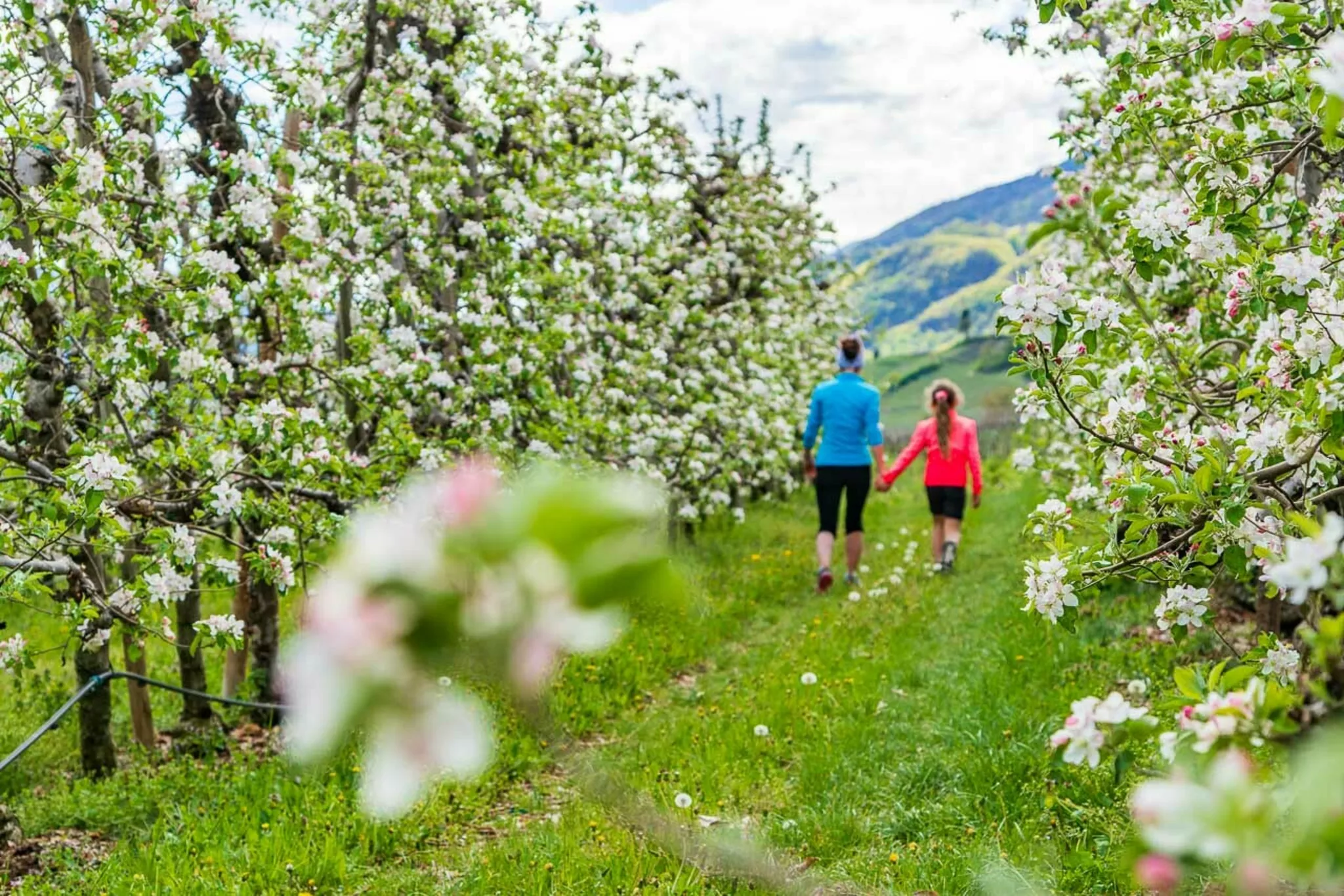 Wandern in mitten von blühenden Apfelbäumen: Apfelblüten Wandertag in ...
