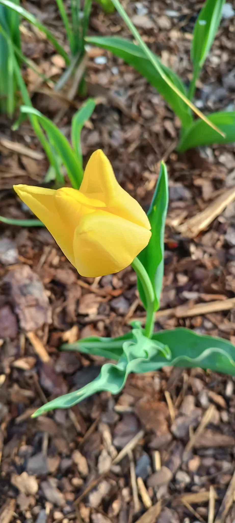 Leserfoto: Sehr edel präsentiert sich die Tulpe - Perg