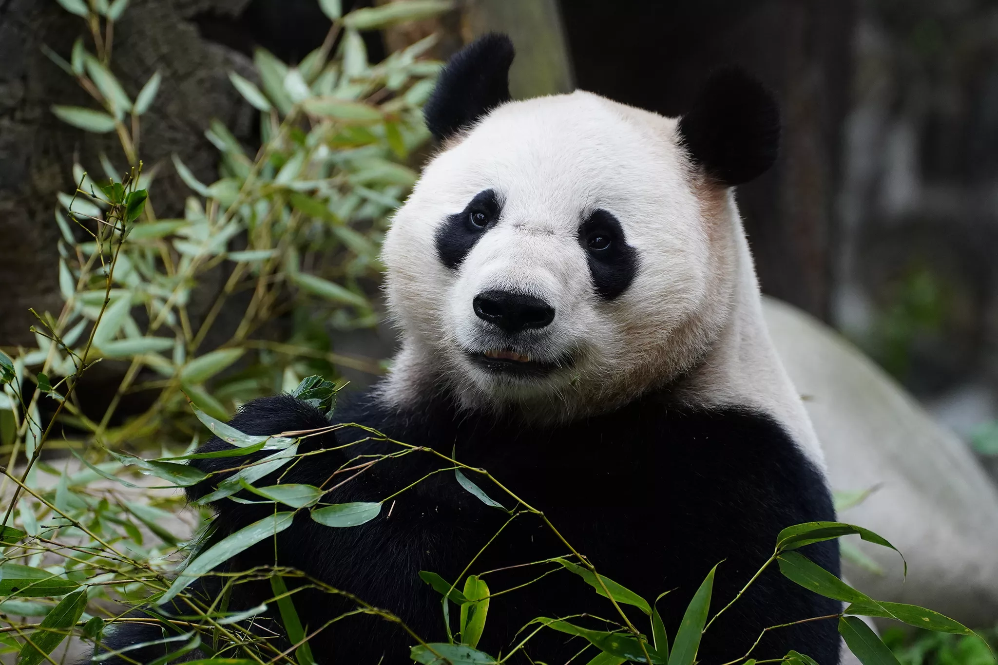 Aus China: Neues Panda-Pärchen im Tiergarten Schönbrunn angekommen ...