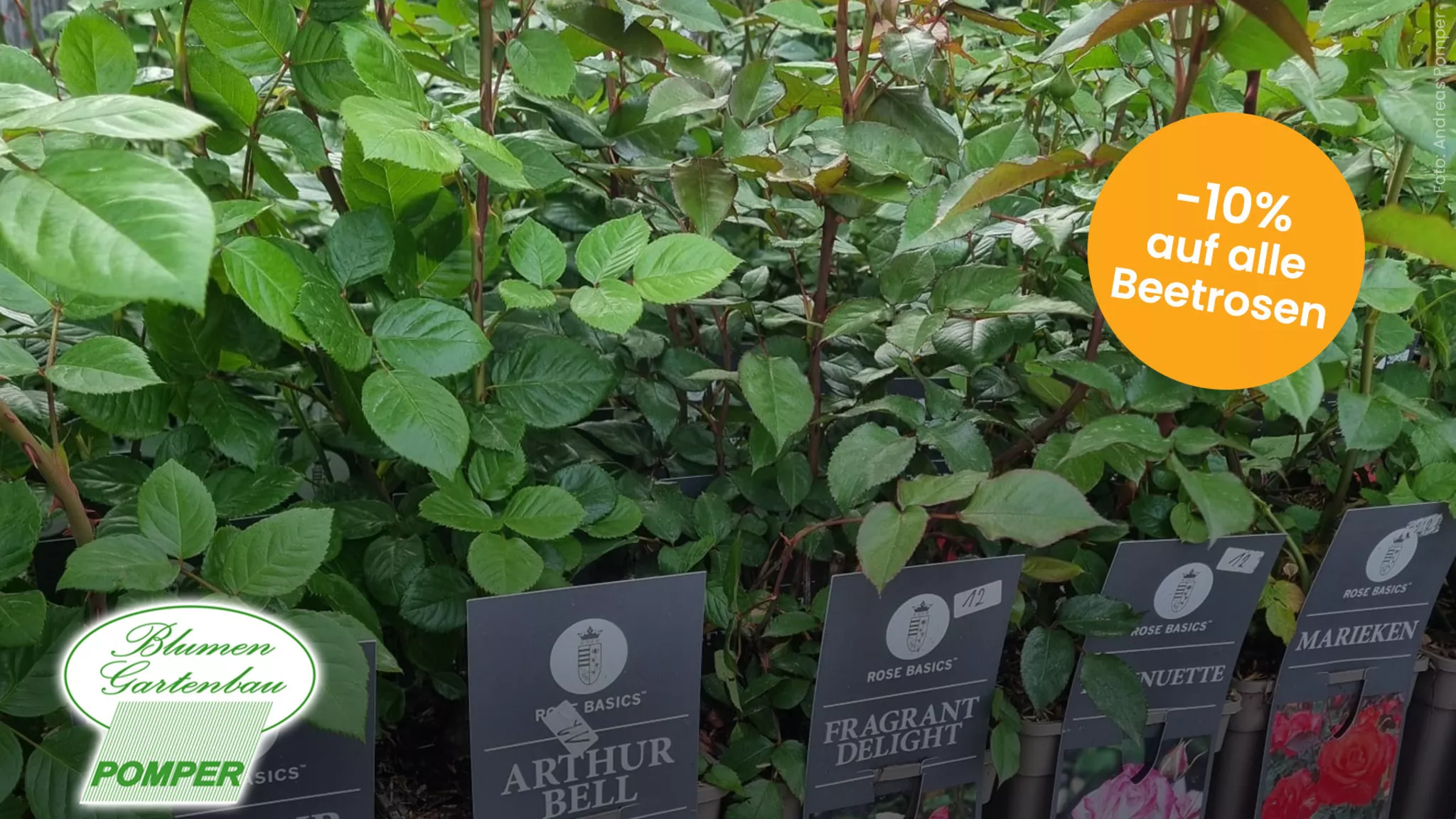 Vorteilstage: Beetrosen-Aktion bei Gartenbau Pomper in Güssing - Güssing