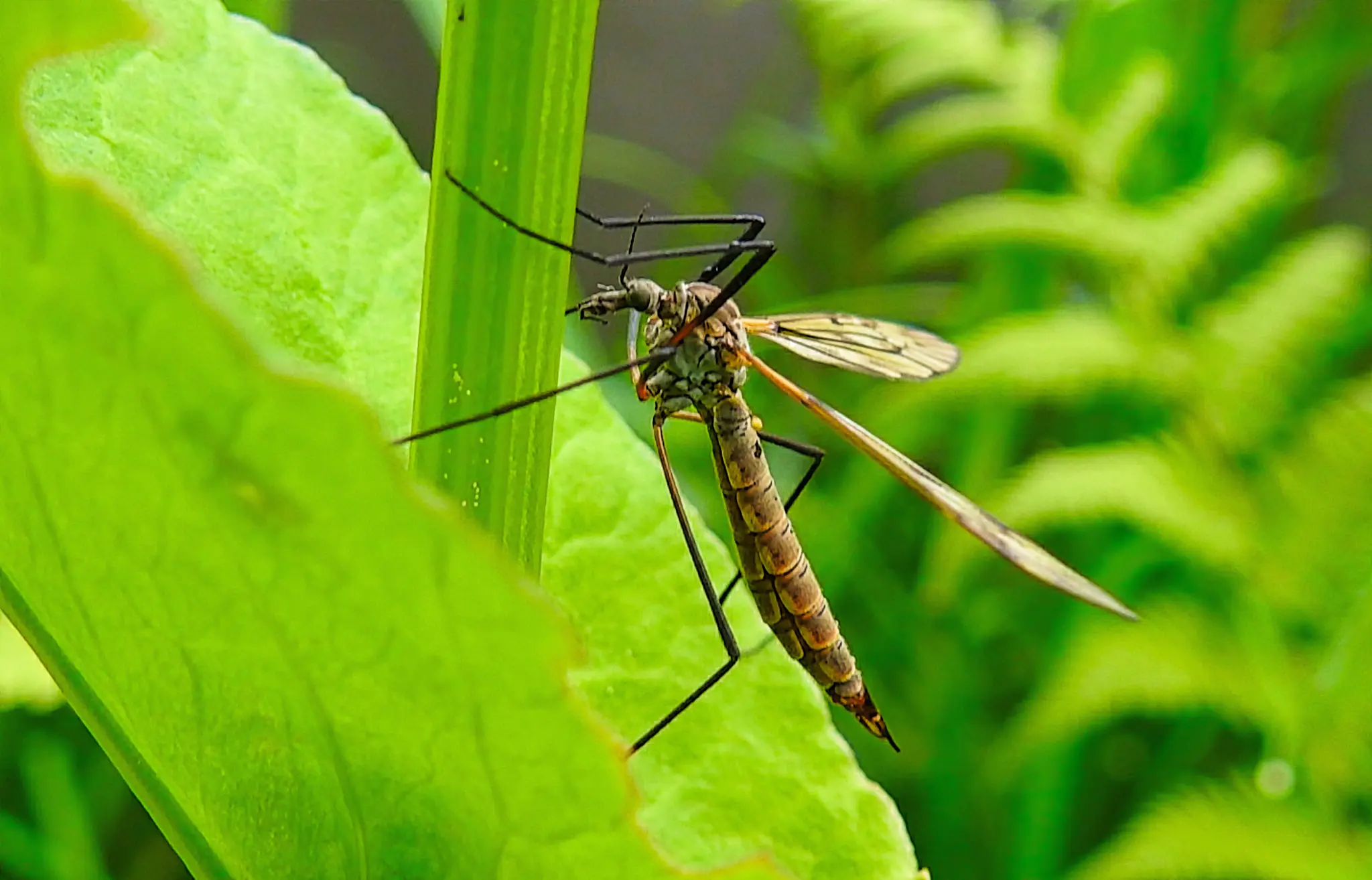 Interview mit Dr. Buxbaum: Was bei Insektenstichen zu beachten ist ...