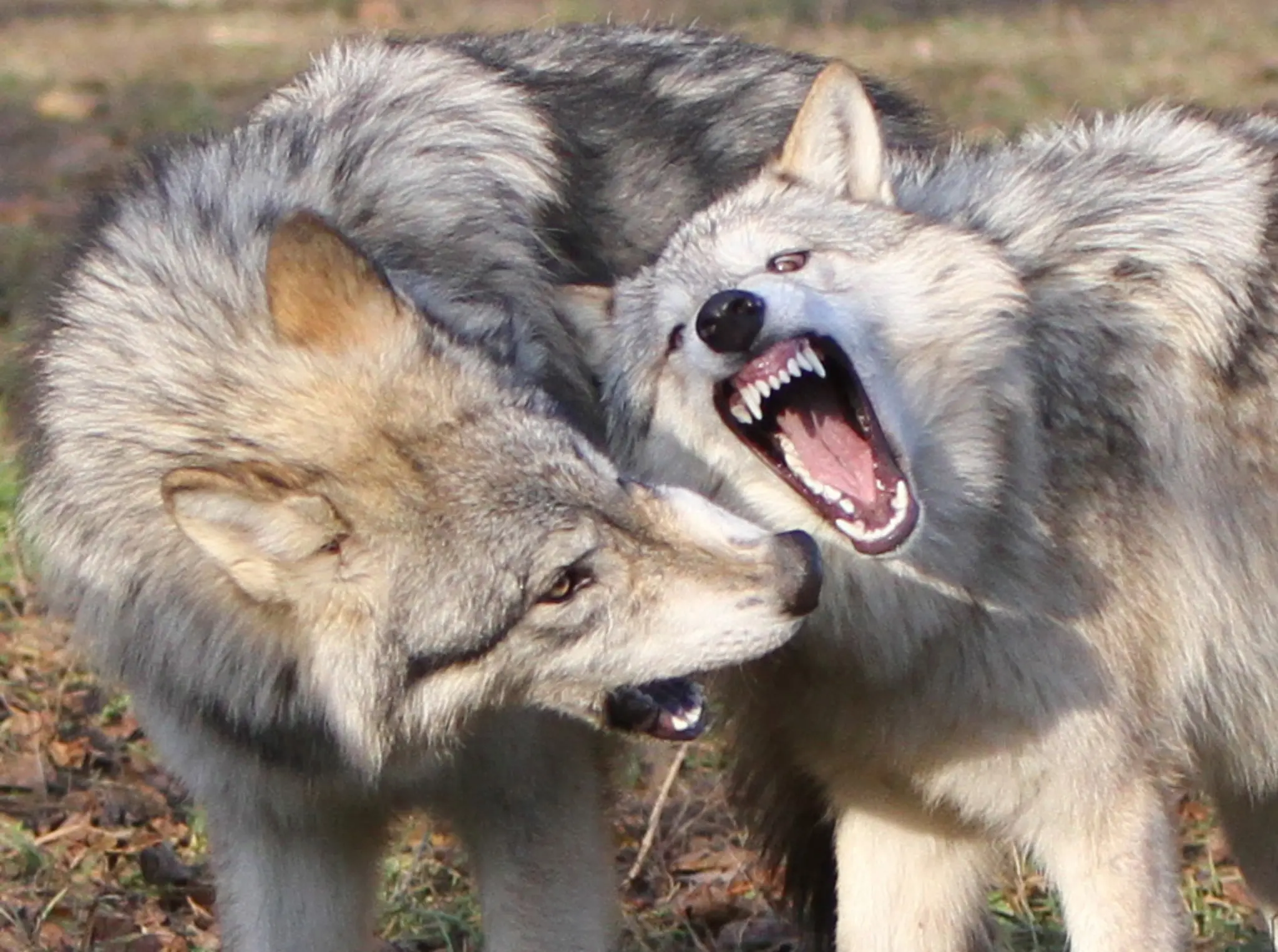 Der Wildpark Ernstbrunn: Natur erleben und Geschichte entdecken ...