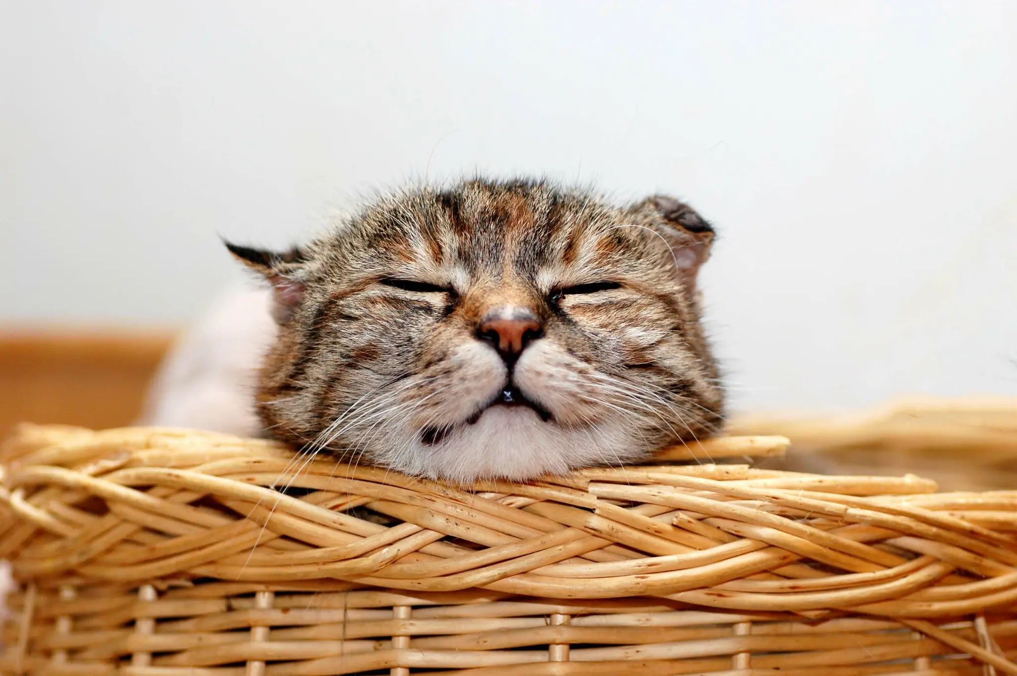 Weltkatzentag: MeinBezirk sucht die süßeste Regionauten-Katze