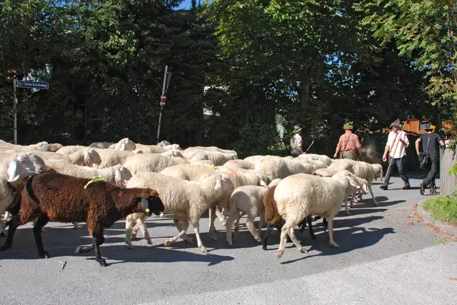 Schafabtrieb in Inzing: In Inzing kehren die Schafe wieder heim - Telfs