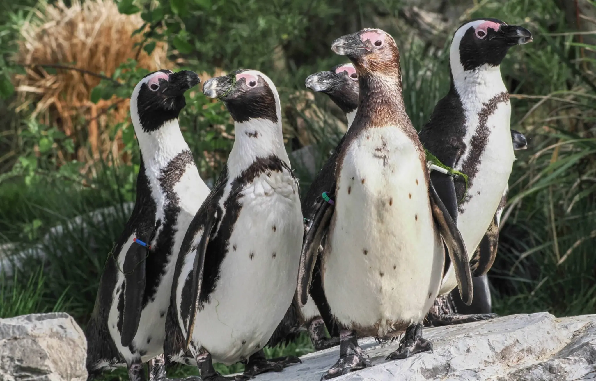 Zoo Salzburg: "Wilde Vielfalt" im Salzburger Zoo - Tennengau