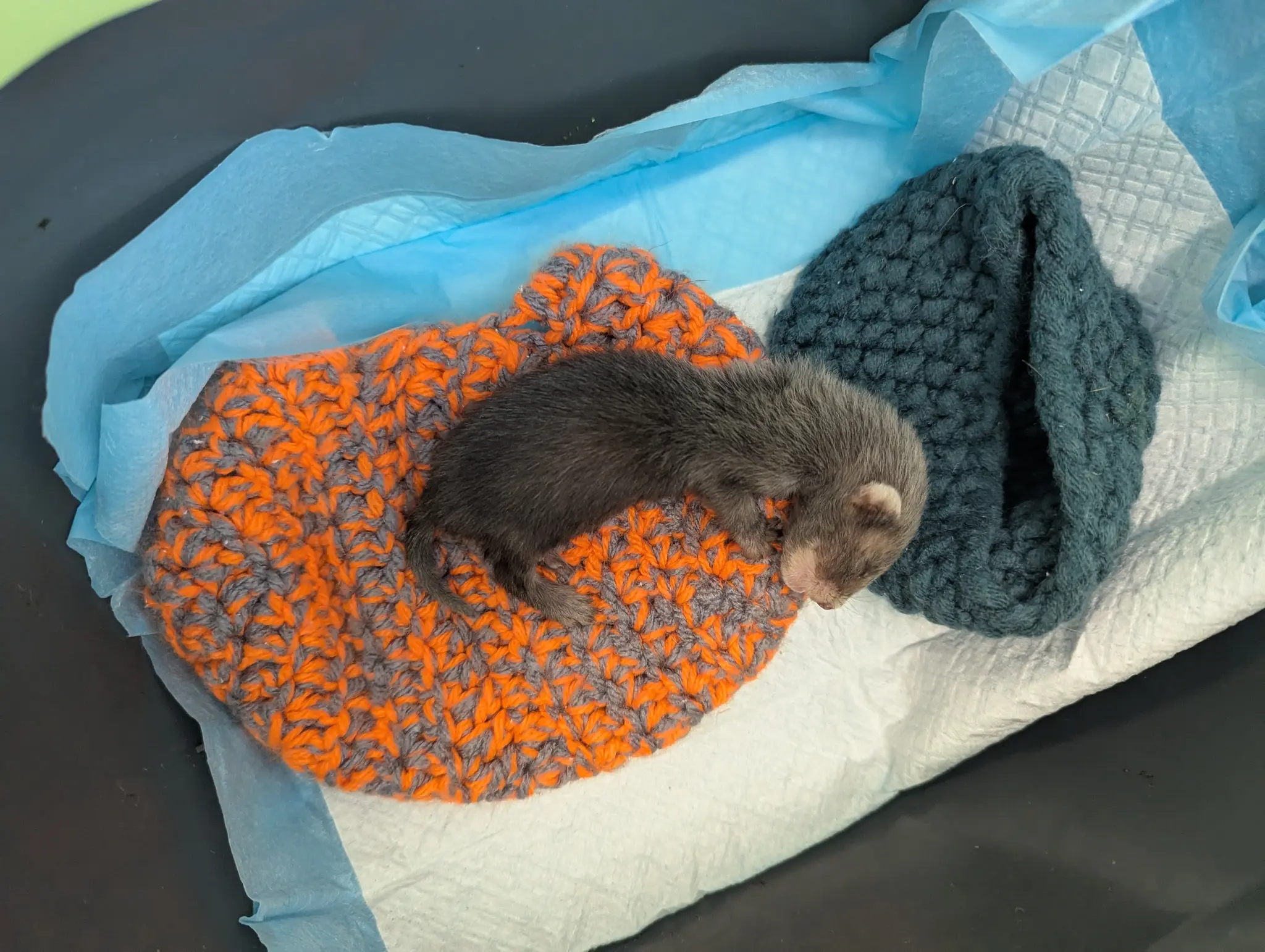 Seltener Gast: Wiener Tierschutzverein päppelt Iltis-Baby "Igor" auf ...