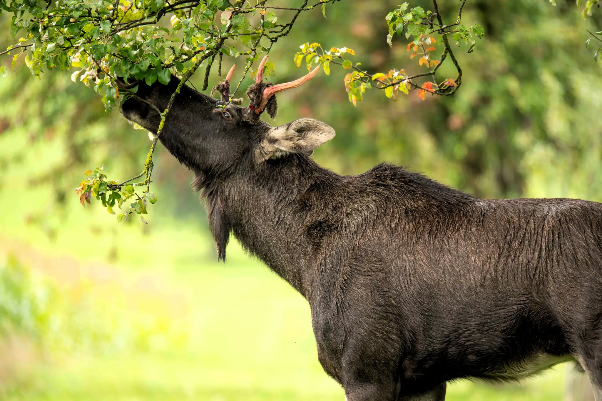 Gläubiger Geweihträger?: Elch Emil "pilgerte" nun nach Sonntagberg ...