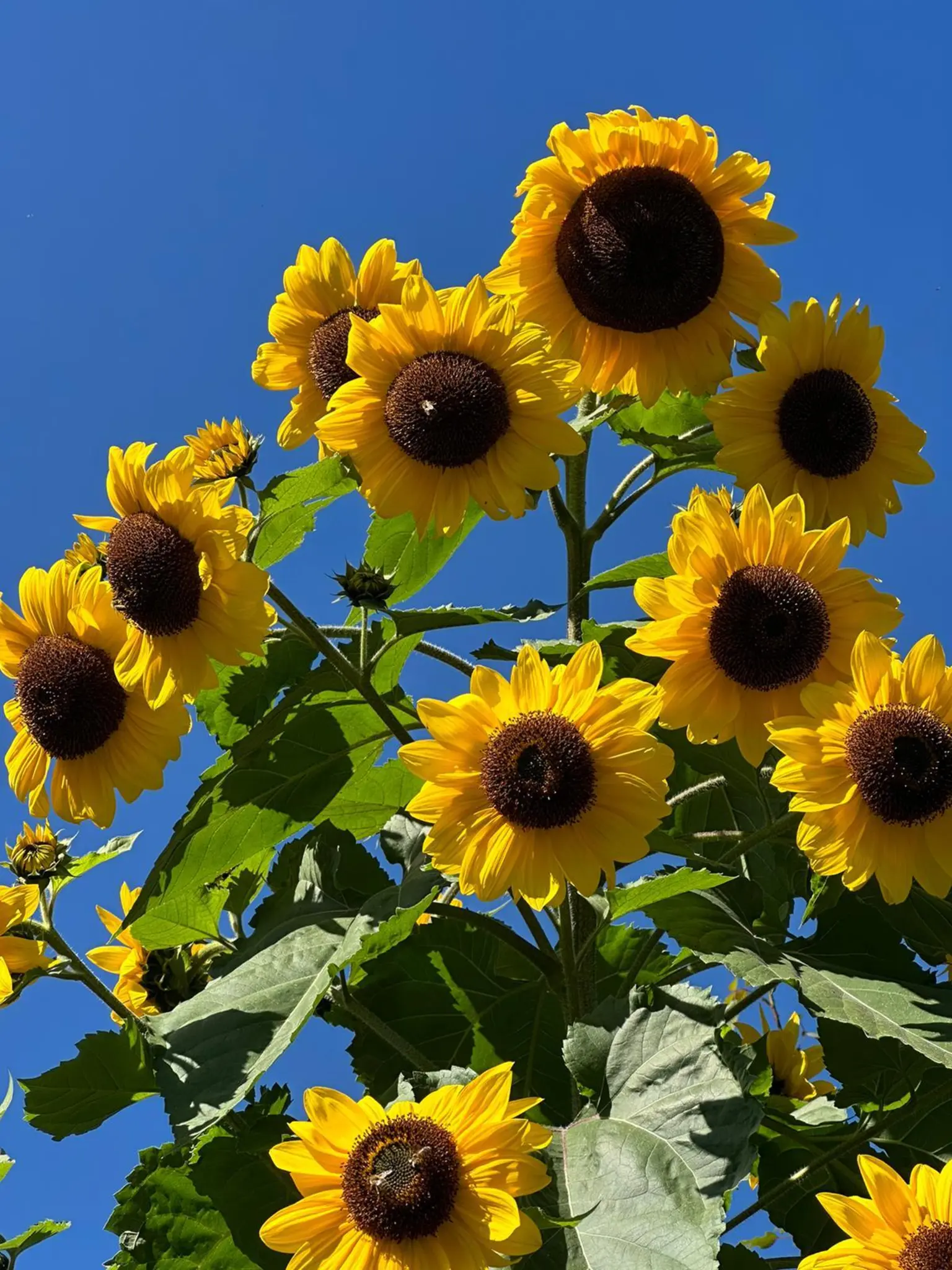 Sonnenblume: Riesensonnenblume kündigt Herbst an - Liezen
