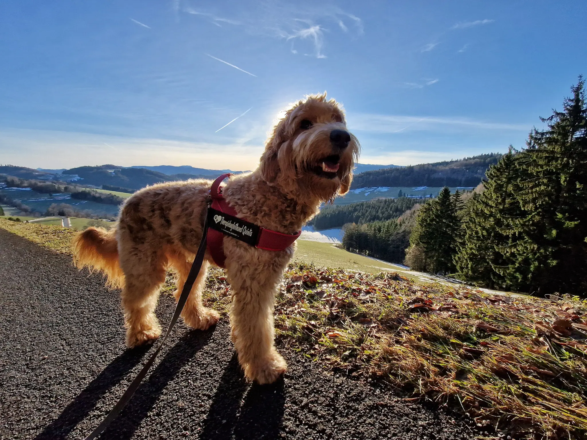 Welthundetag: MeinBezirk sucht die süßesten Regionauten-Hunde