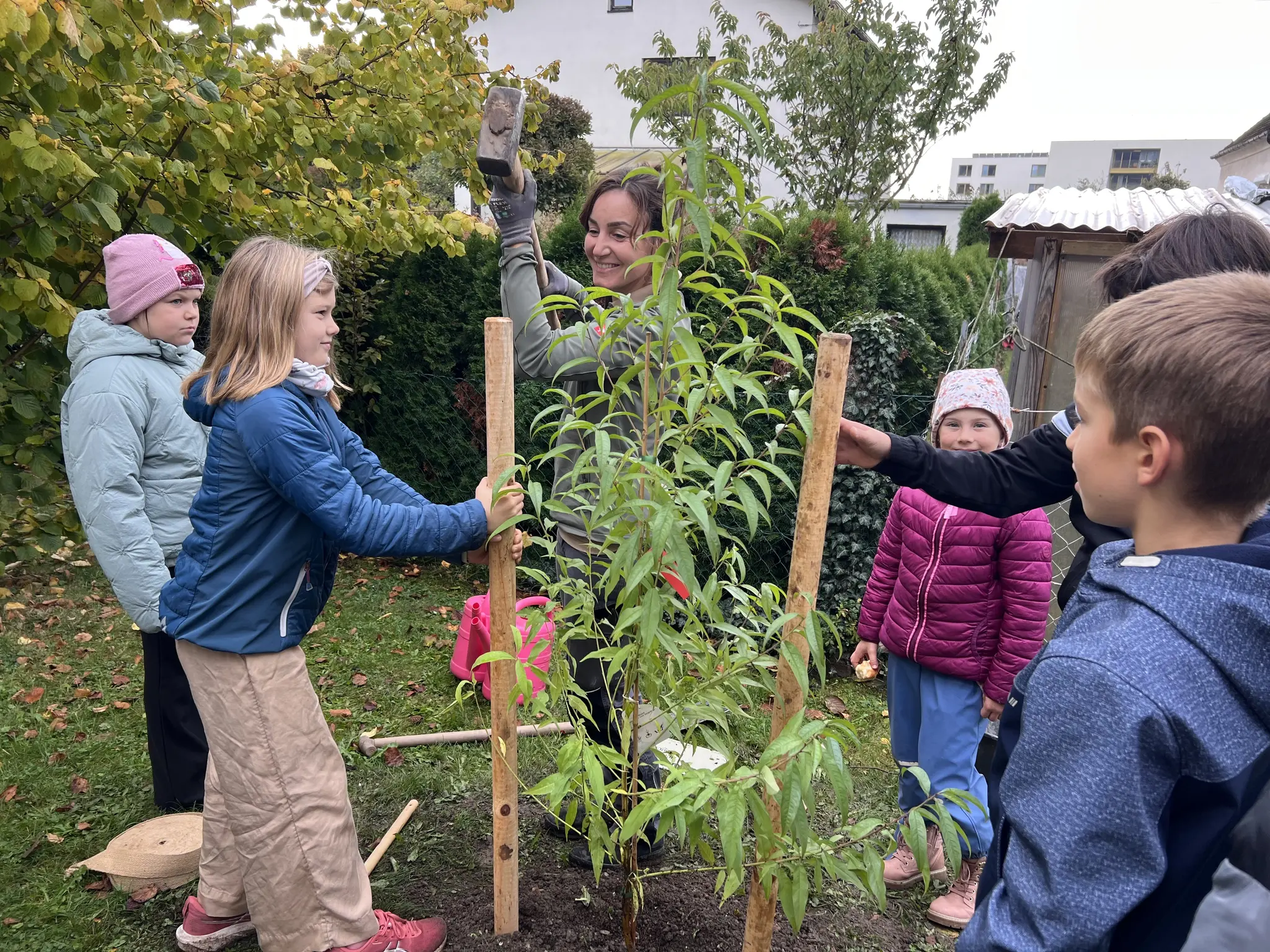 Volksschule Perg: Ein Bäumchen für den Schulgarten gepflanzt - Perg