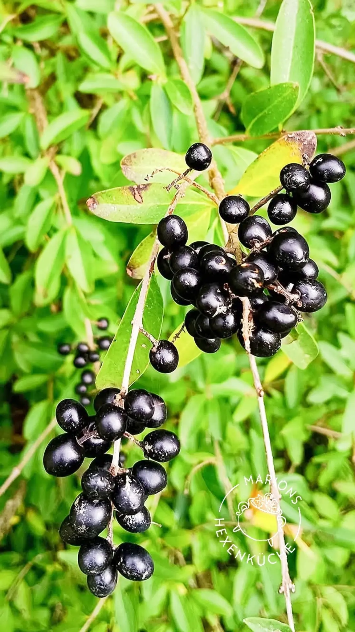 Heimische Hecke mit giftigen Beeren: Der Gewöhnliche Liguster - Amstetten