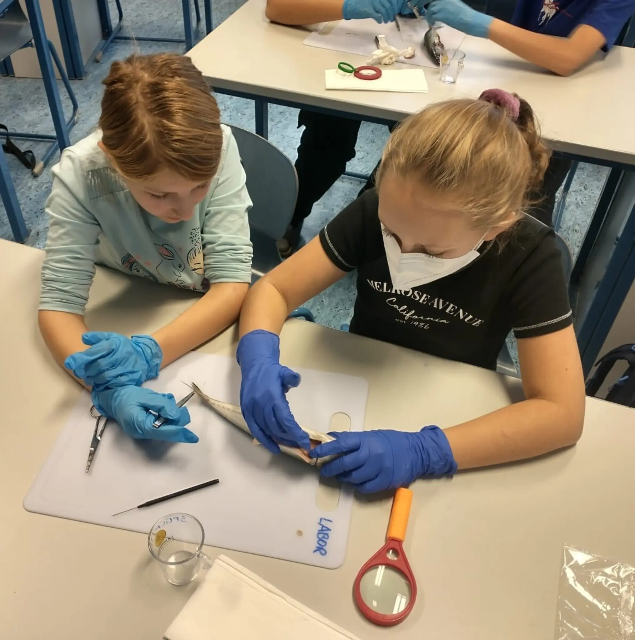 Biologieprojekt praxisnah: SMS-Kinder erforschen Fisch-Anatomie - Enns