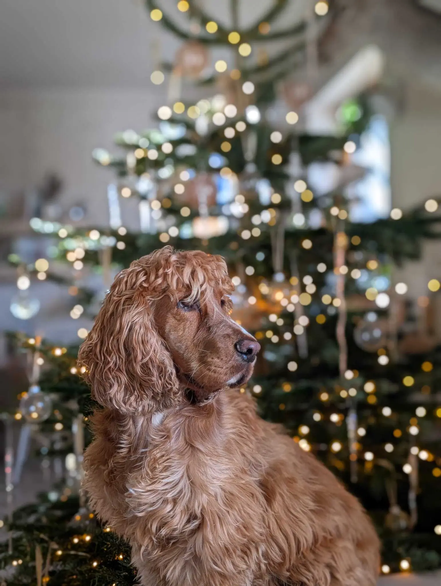 Kein Tier unterm Baum: So schützt man Tiere vor Stress und ...