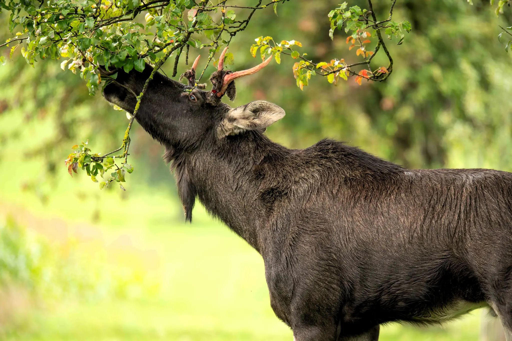 Abstimmung: "Elch Emil" zum Wort des Jahres 2025 in Österreich gewählt