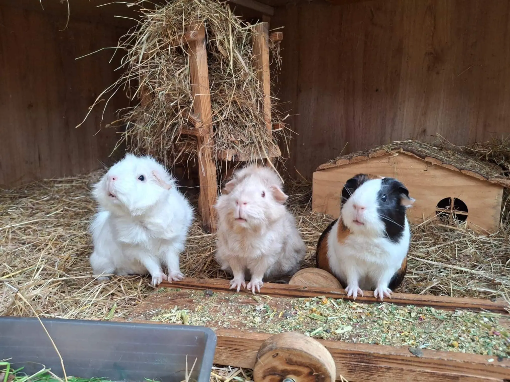 Österreichischer Tierschutzverein: "Tiere sind kein Weihnachtsgeschenk ...