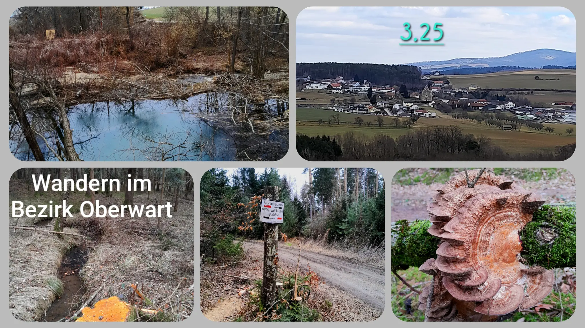 Wanderrückblick 2025: Genusswanderungen im Bezirk Oberwart - Oberwart