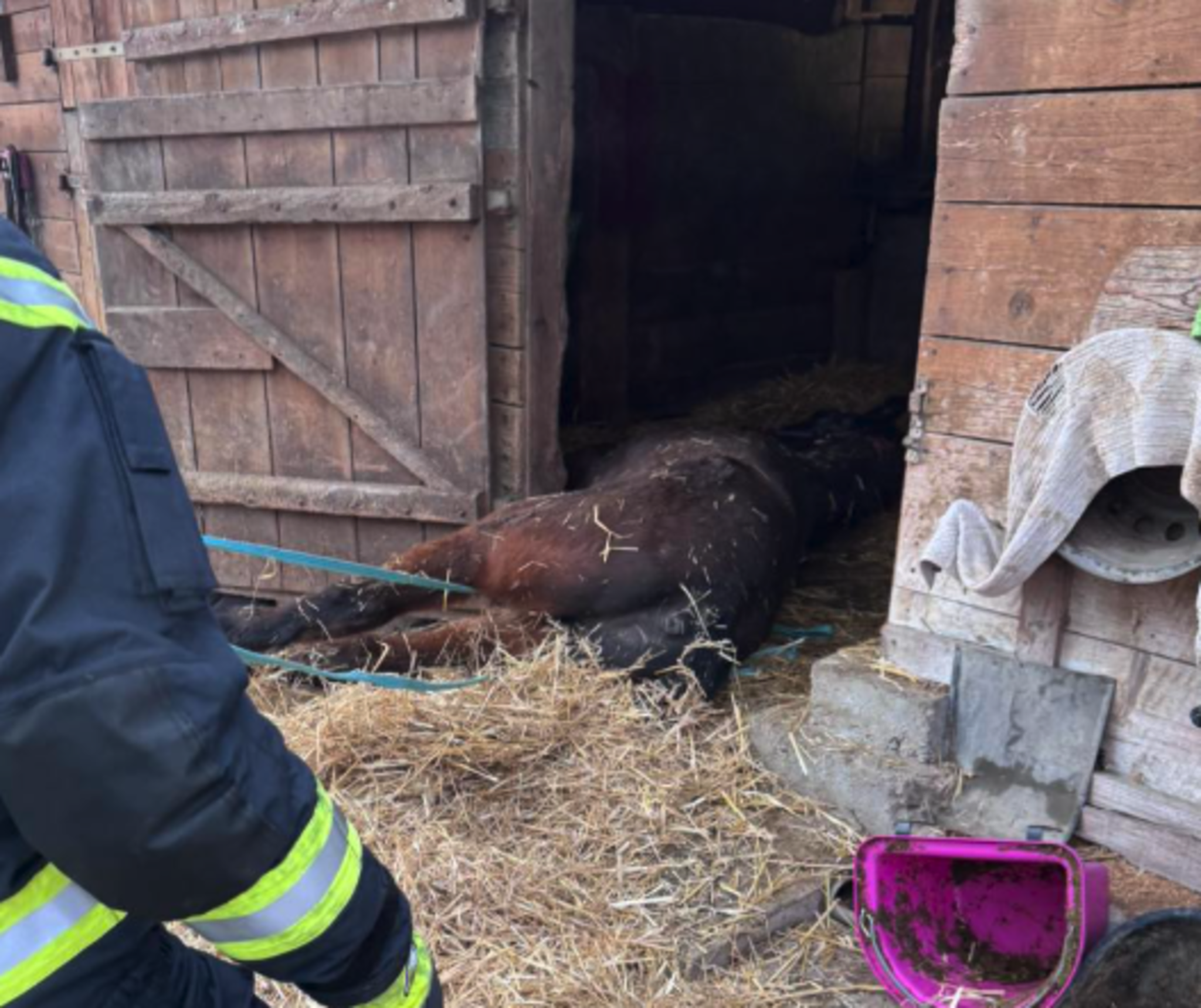 Tierische Rettungsaktion: Feuerwehr hilft Pferd wieder auf die Beine ...