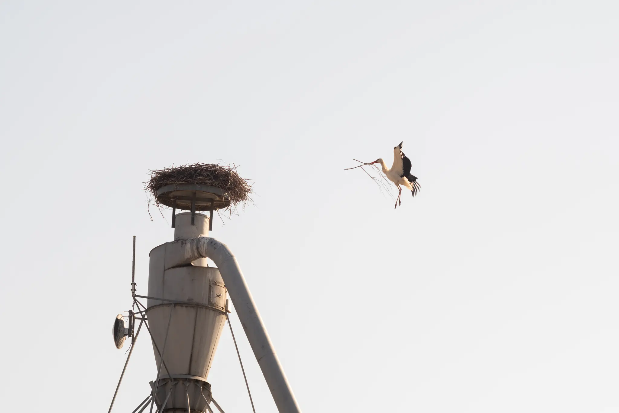 Nest beim Bauhof: Die Störche sind zurück in Würflach – Fotoserie von ...