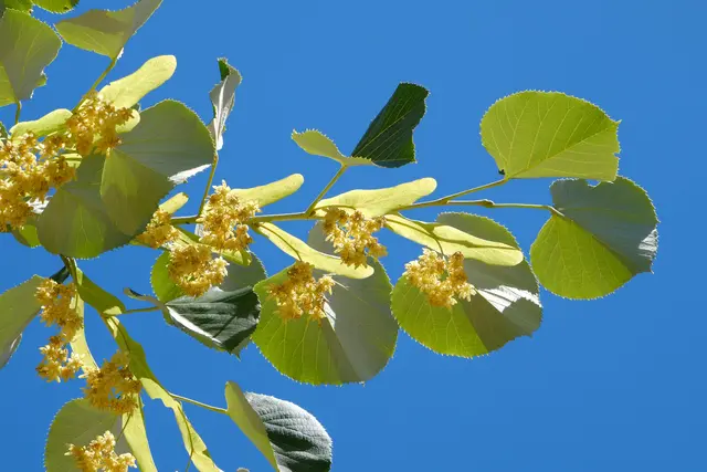 Pflanzenheilkunde: Lindenblüten für innere Ruhe und bei Husten