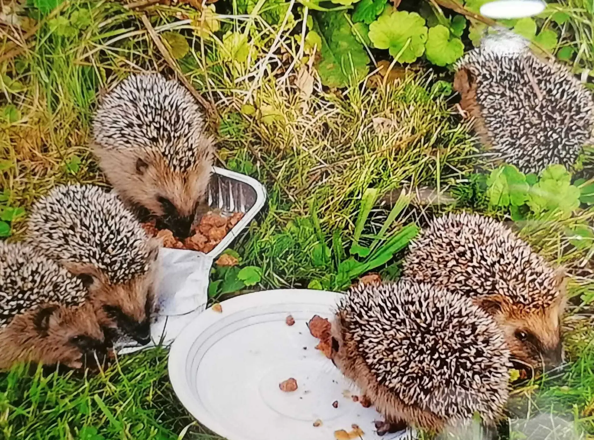 Mai-Bilder: Ein Blick in die Gärten - Perg
